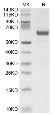 IGFBP-3R hFc Chimera, Human | GenScript | Biomol.com