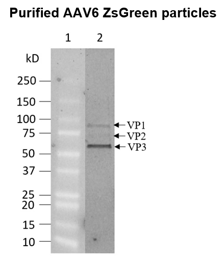 AAV6 ZsGreen | BPS Bioscience | Biomol.com