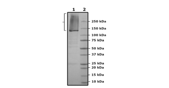 PARP1, GST-Tag, PAR-Labeled Recombinant | BPS Bioscience | Biomol.com