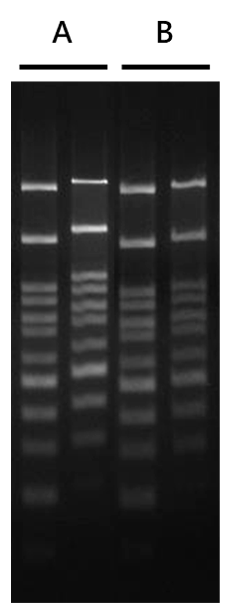 Biomol FF-BLUE Preloading Fluorescent Stain | Biomol GmbH | Biomol.com