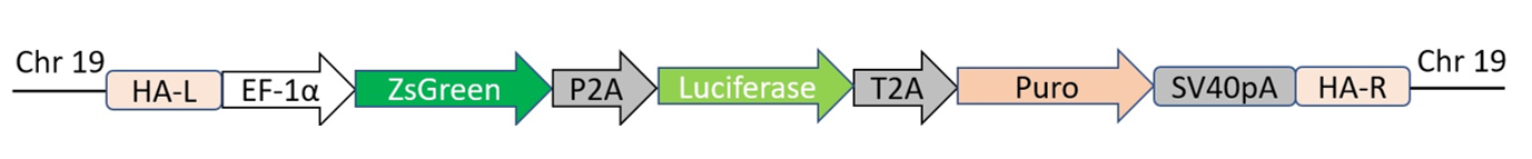ZsGreen/Luciferase Safe-Harbor HEK293 Cell Line | BPS Bioscience ...
