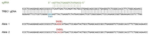 TCR Knockout Jurkat Cell Line | BPS Bioscience | Biomol.com
