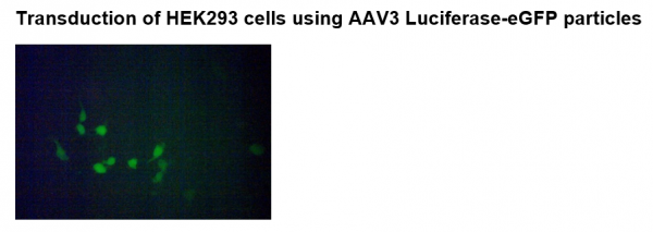 AAV3 Luciferase-eGFP | BPS Bioscience | Biomol.com