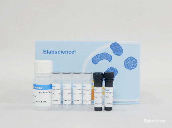 TUNEL in situ Apoptosis Kit (HRP-DAB method) | Elabscience | Biomol.com
