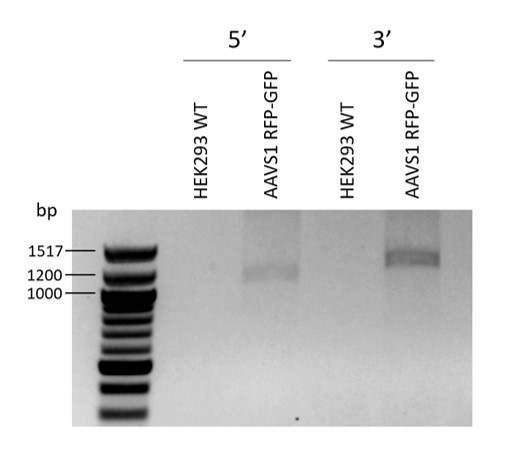 RFP/GFP Safe-Harbor HEK293 Cell Line | BPS Bioscience | Biomol.com