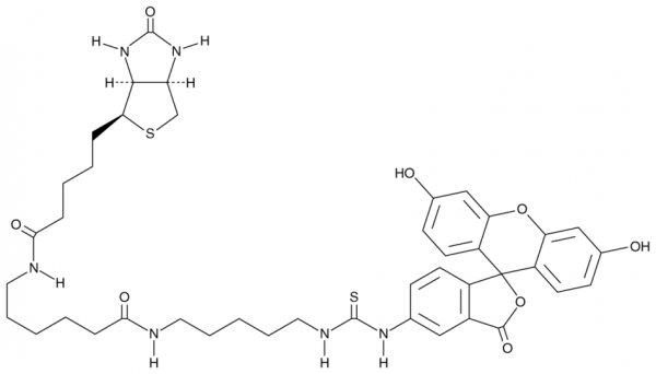 Fluorescein Biotin | CAS 134759-22-1 | Cayman Chemical | Biomol.com