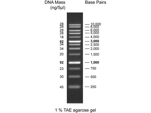 Diamond DNA Ladder 250-10Kbp | Rockland Immunochemicals | Biomol.de