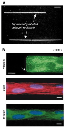 Chick Embryo Extract, Ultrafiltrate | United States Biological | Biomol.com