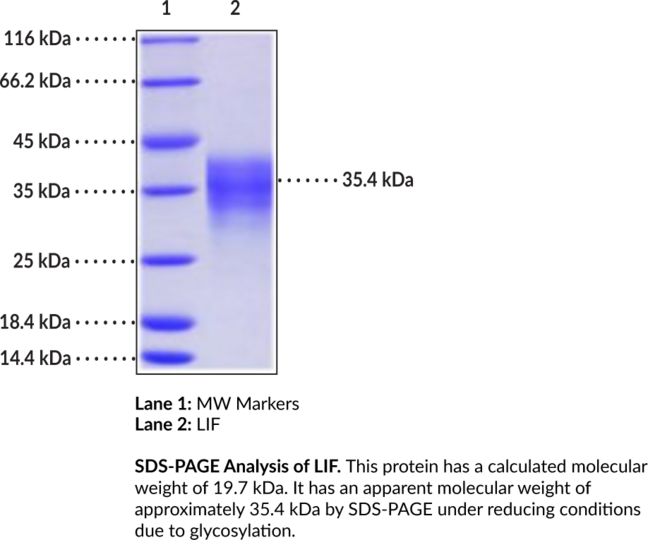 LIF (human, recombinant) | Cayman Chemical | Biomol.com