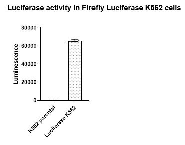 Firefly Luciferase K562 Cell Line | BPS Bioscience | Biomol.com