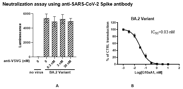Spike (BA.2, Omicron Variant) (SARS-CoV-2) Pseudotyped VSV Delta G ...