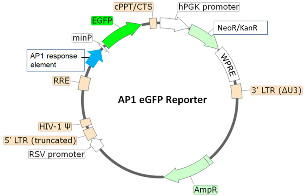 AP1 eGFP Reporter Lentivirus (JNK Signaling Pathway) | BPS Bioscience ...