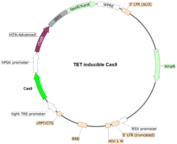 Cas9 Lentivirus (Inducible Tet-On) | BPS Bioscience | Biomol.com