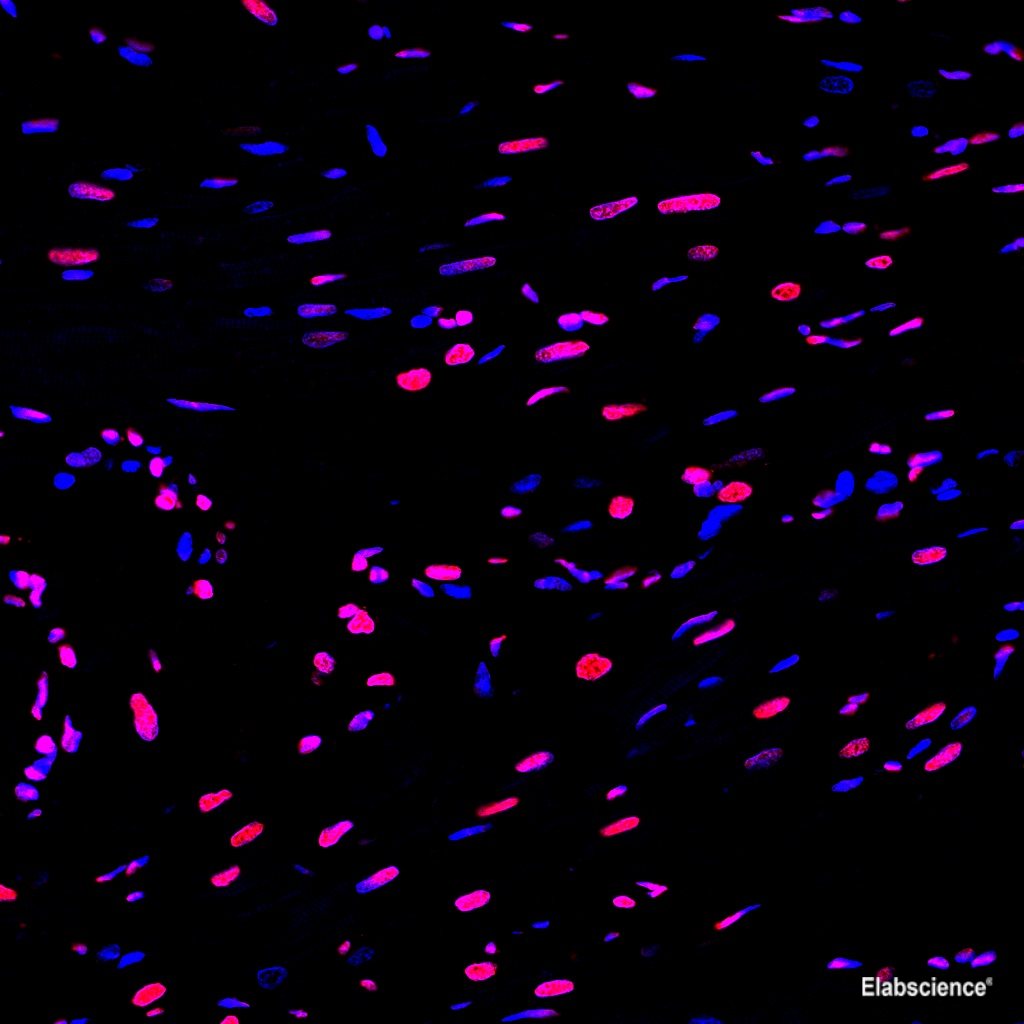 One-step TUNEL in situ Apoptosis Kit (Red, AF555) | Elabscience | Biomol.com