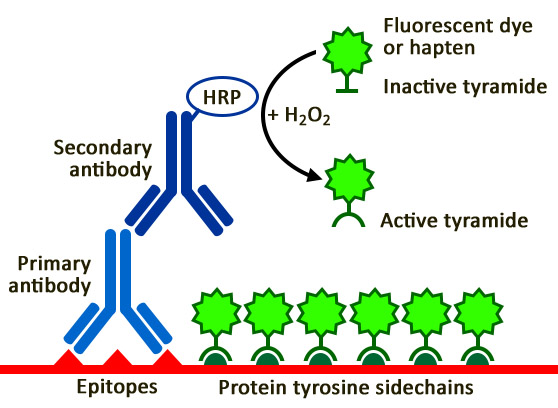 Tyramide Amplification Kit with HRP Goat Anti-Rabbit and CF(R)568 ...