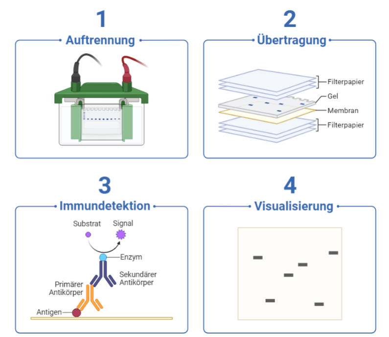 Western Blot | Anwendungen | Ressourcen | Biomol GmbH - Life Science Shop