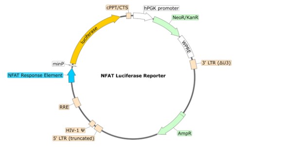 NFAT Luciferase Reporter Lentivirus (G418) 79579-G | BPS Bioscience ...