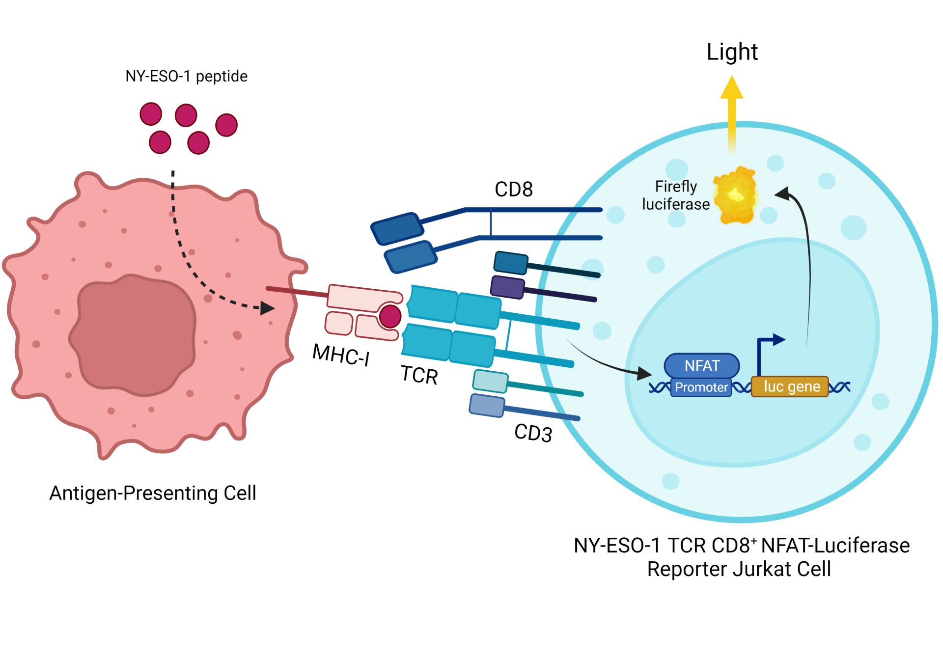 NY-ESO-1 TCR (c259) CD8+ NFAT-Luciferase Reporter Jurkat Cell Line | BPS Bioscience | Biomol.com