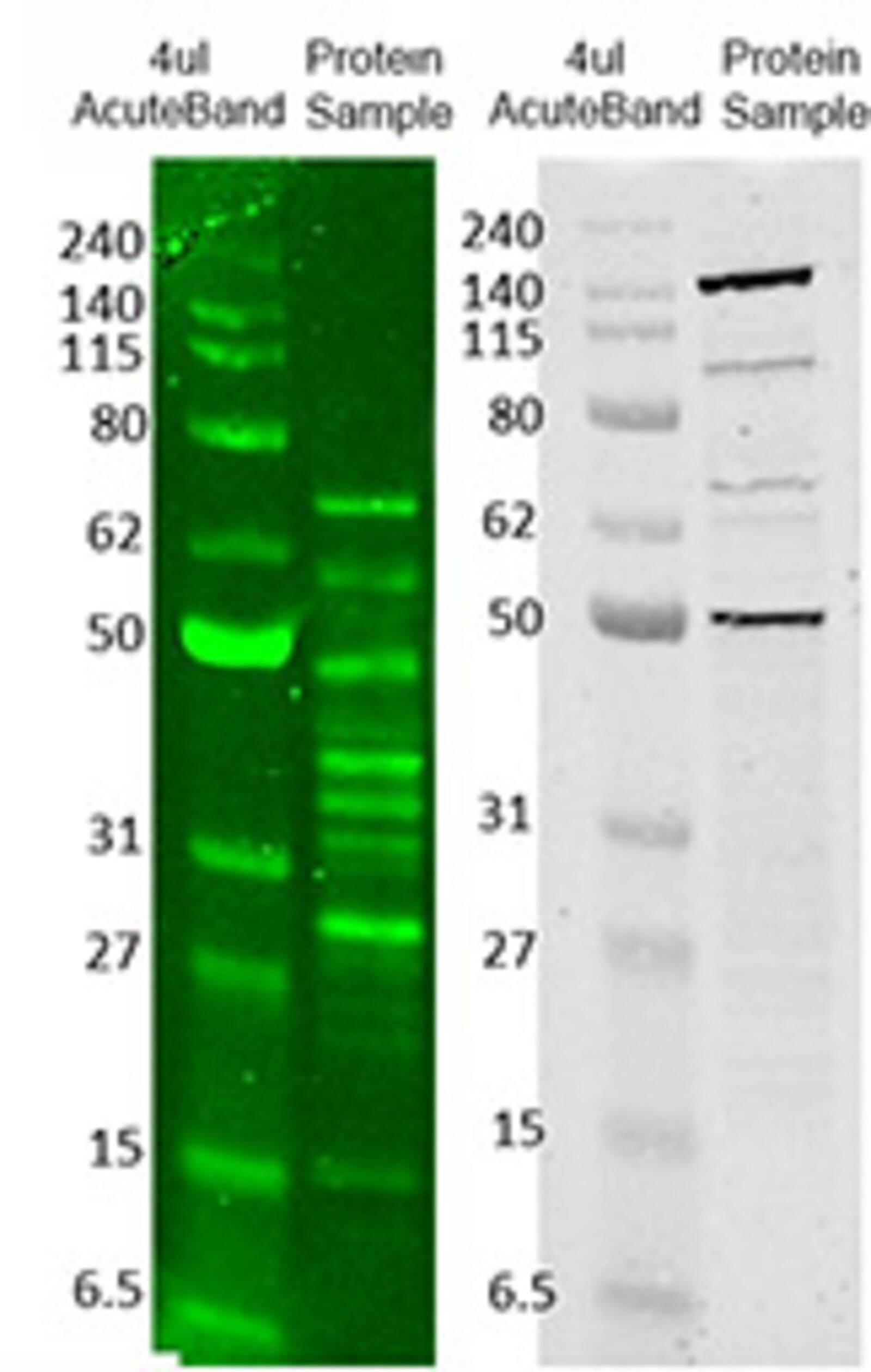 AcuteBand Pre-Stained Prot. Ladder, 10 x 250 ul | LubioScience | Biomol.com