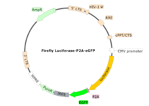 Spike(SARS-CoV-2) Pseudotyped Lentivirus (Luc-eGFP Dual Reporter) | BPS Bioscience | Biomol.com