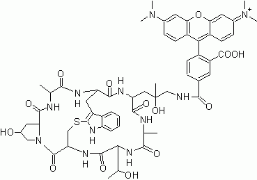Phalloidin-Tetramethylrhodamine Conjugate | AAT Bioquest | Biomol.com