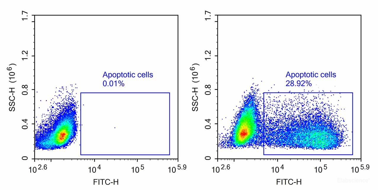 One-step TUNEL Flow Cytometry Apoptosis Kit (Green, AF488 ...
