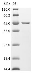 Cell surface antigen I/II (spaA), partial, Streptococcus downei ...