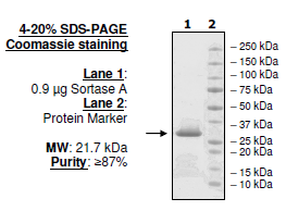 Sortase A, S. aureus recombinant protein, N-terminal His-tag | BPS ...