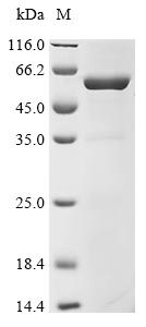 Protein cereblon (CRBN), partial, Biotinylated, human, recombinant ...