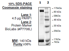 PARP1, active human recombinant protein | BPS Bioscience | Biomol.com
