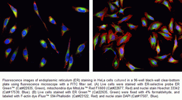 Cell Navigator(TM) Live Cell Endoplasmic Reticulum (ER) Staining Kit ...