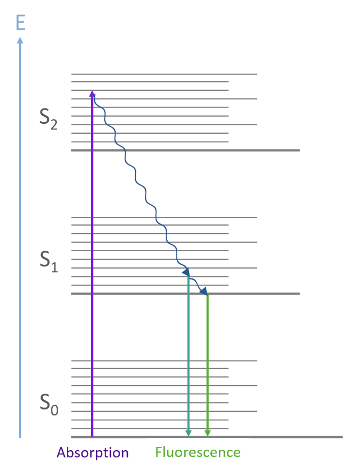 Fluorescence Microscopy | Applications | Resources | Biomol GmbH - Life ...