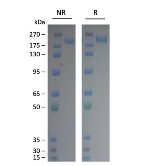 Spike Trimer (S1+S2) (BA.5, Omicron Variant), His-Tag (SARS-CoV-2 ...