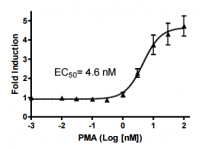 NF-kappaB Luciferase Reporter Jurkat Cell Line | BPS Bioscience | Biomol.com