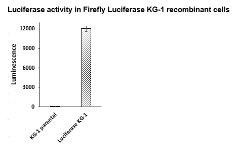 Firefly Luciferase KG1 Cell Line | BPS Bioscience | Biomol.com