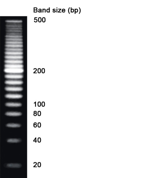 NZYDNA Ladder IV, 20-500 bp | NZYtech | Biomol.com