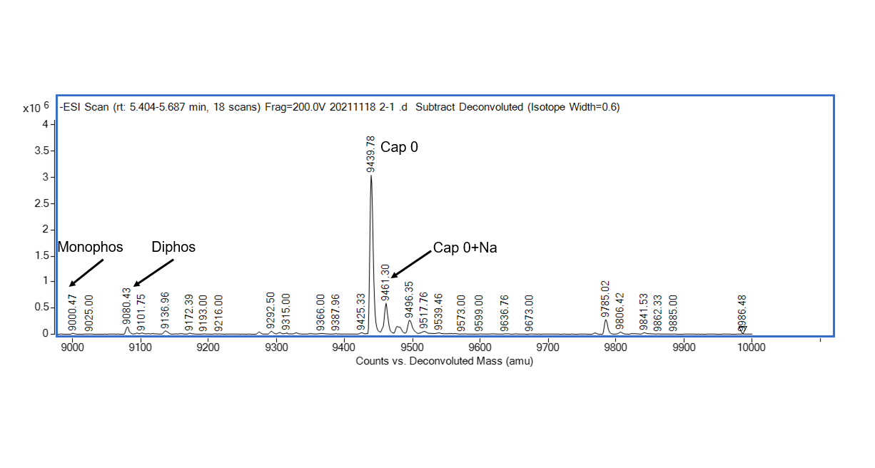 Vaccinia Capping Enzyme, GMP-Grade DMF #038028 | KACTUS | Biomol.com