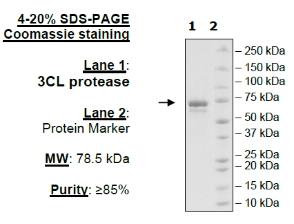 3CL Protease, MBP-tag, His-tag (SARS-CoV) | BPS Bioscience | Biomol.com