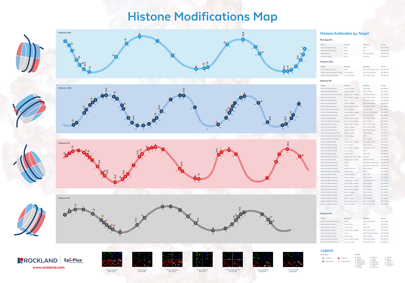 Histone Modifications Poster | Rockland Immunochemicals | Biomol.com