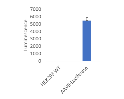 AAV6 Luciferase | BPS Bioscience | Biomol.com