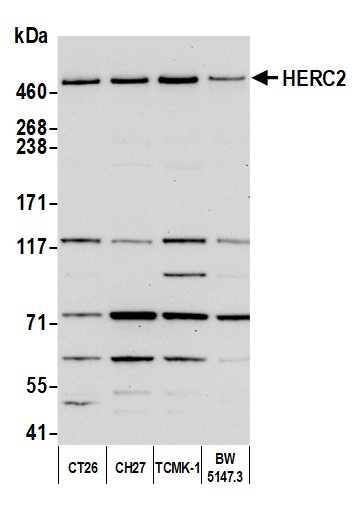 Anti-HERC2 | Bethyl Laboratories | Biomol.com