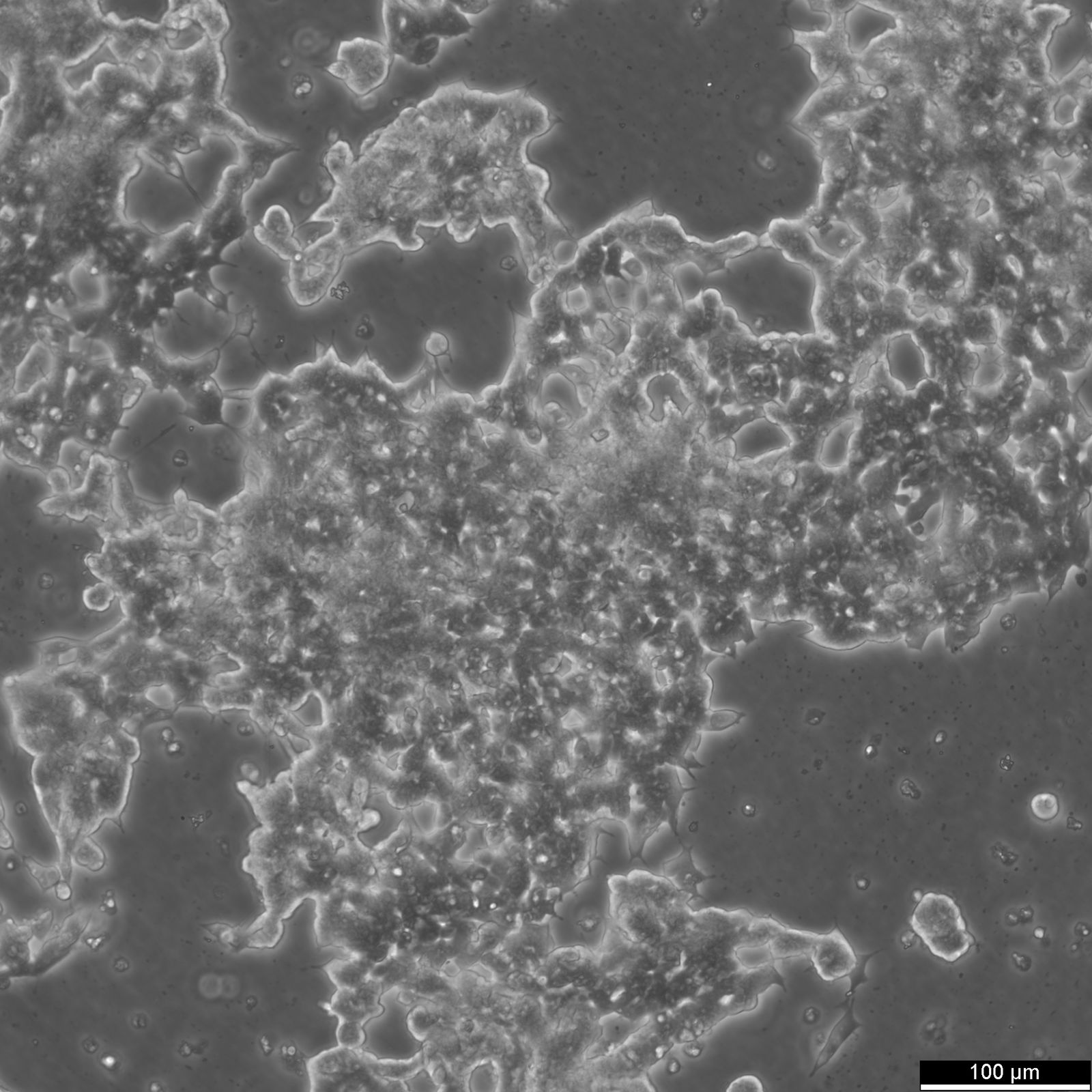 PC-12 Cells | Cytion | Biomol.com