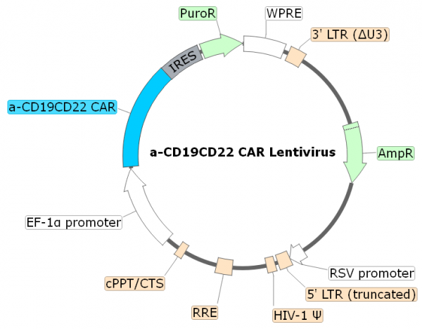 Anti-CD19/CD22 Bispecific CAR Lentivirus (Clones FMC63/m971 ScFv-CD8-4 ...