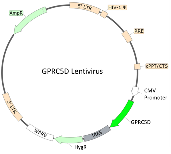 GPRC5D Lentivirus | BPS Bioscience | Biomol.com