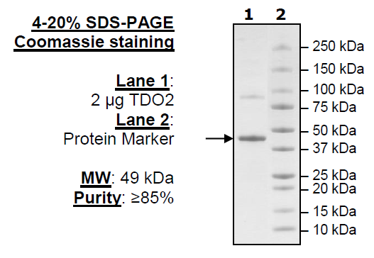 TDO, His-tag | BPS Bioscience | Biomol.com