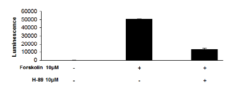 CRE/CREB Reporter (Luc) - HEK293 Cell Line (cAMP/PKA Signaling Pathway ...
