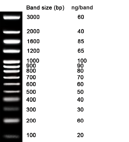 NZYDNA Ladder VII, 100-3000 bp | NZYtech | Biomol.com