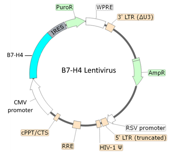 B7-H4 Lentivirus | BPS Bioscience | Biomol.com