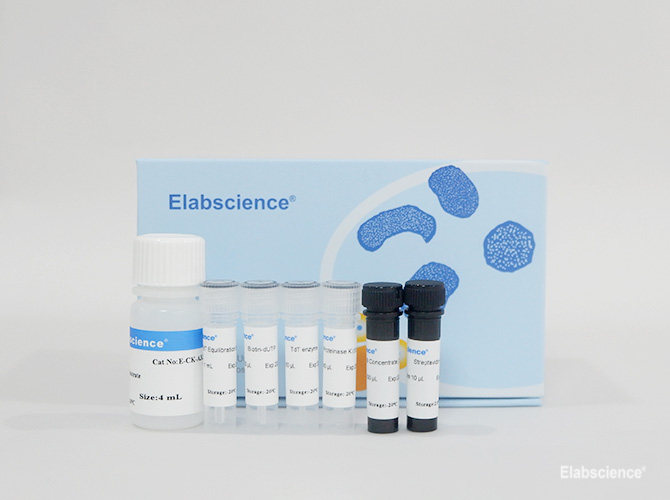 TUNEL in situ Apoptosis Kit (HRP-DAB method) | Elabscience | Biomol.com