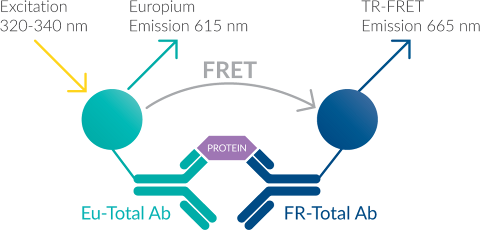 EGFR (Total) TR-FRET Assay Kit | Cayman Chemical | Biomol.com
